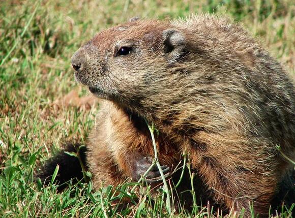 The US States With the Most Groundhogs - NewsBreak