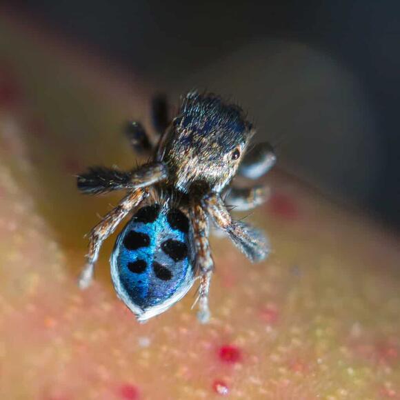 Meet the 10 Cutest Spiders in the World - NewsBreak