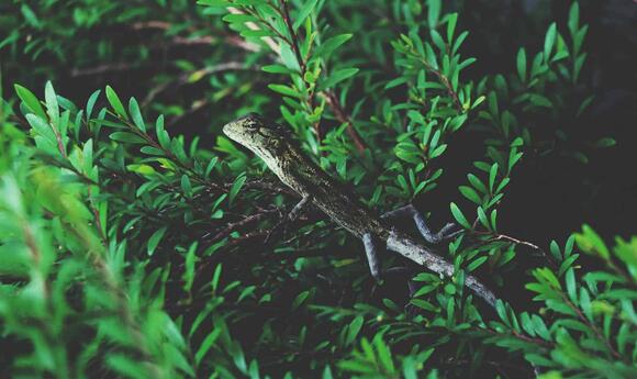 Why Some Lizards Are Losing Their Limbs Over Time - NewsBreak