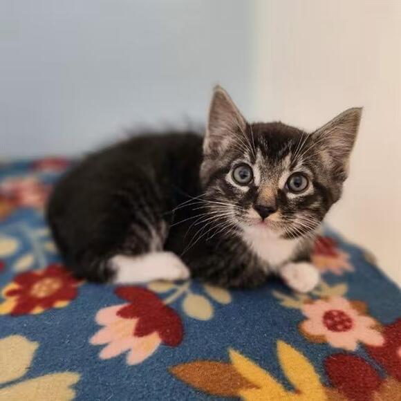 🐱 Playful & Sweet Cats Ready for Adoption in Leesburg - NewsBreak