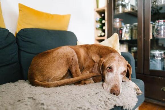 Cat's reaction to senior dog's return from rehab has everyone in tears ...