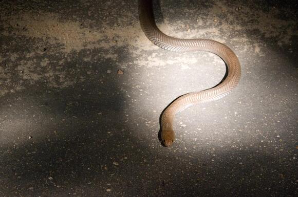 The Top 7 Weirdest Projectile Attacks in the Animal Kingdom - NewsBreak