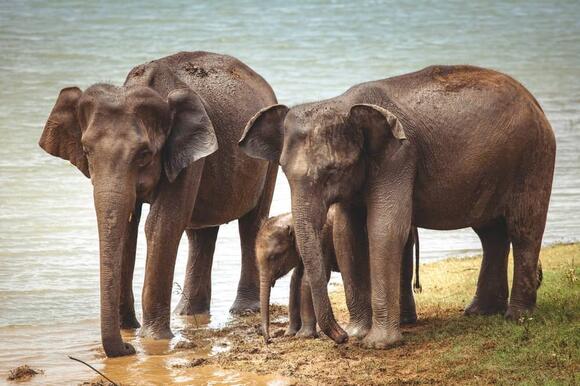Watch 3 Week Old Baby Elephant Running - NewsBreak