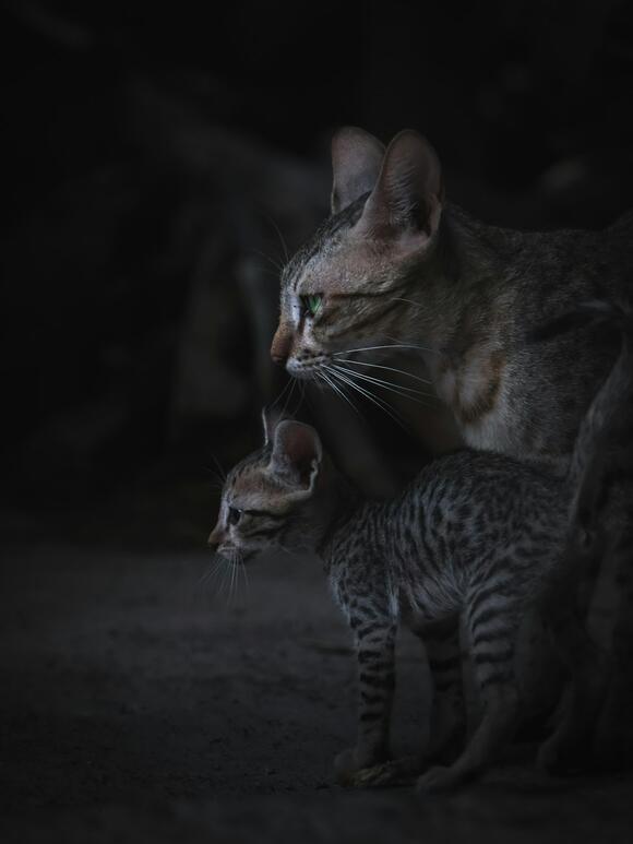 What Happens When Cats Start Imitating Human Behavior? - NewsBreak