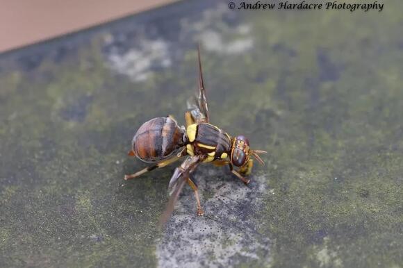 Invasive Insects in Texas: Watch for These 10 Destructive Species ...