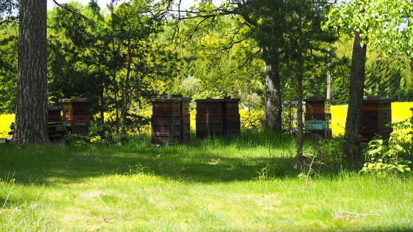 16 urban beekeeping farms in US cities - NewsBreak