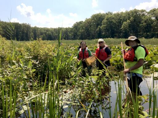 The Role of Citizen Science in Wildlife Discoveries - NewsBreak