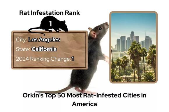 The 50 Most Rat Infested Cities in America – 3 Michigan Cities Rank ...