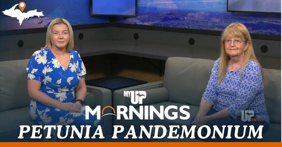 Help beautify Marquette at Petunia Pandemonium - NewsBreak