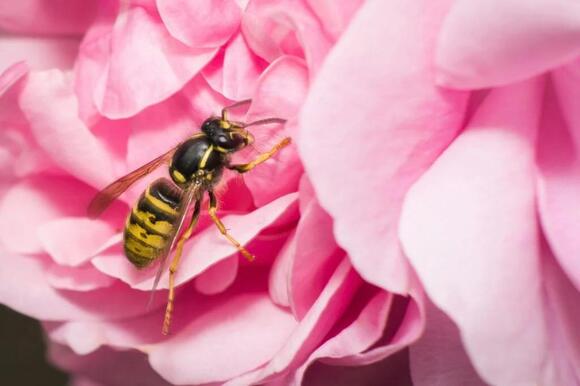 Why Some Wasps Are Essential for Healthy Ecosystems - NewsBreak