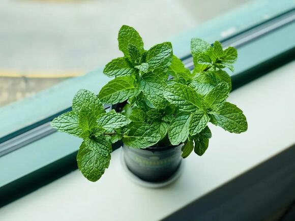Why You Should Never Plant Mint Directly in the Ground (and What to Do ...