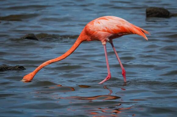 Top 10 Animals and Wildlife in the Bahamas - NewsBreak
