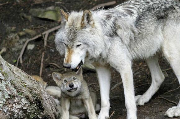 How Wolves Use Group Howls to Reunite With Pups - NewsBreak