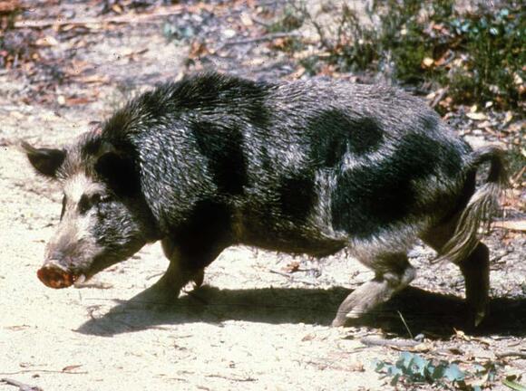 Georgia’s Infamous ‘Hogzilla’ Was One of the Largest Wild Pigs Ever ...