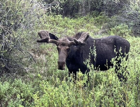 Two moose attacks reported less than two days apart in Winter Park