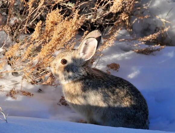 7 Types of Rabbits in Oregon: Complete Species Guide - NewsBreak