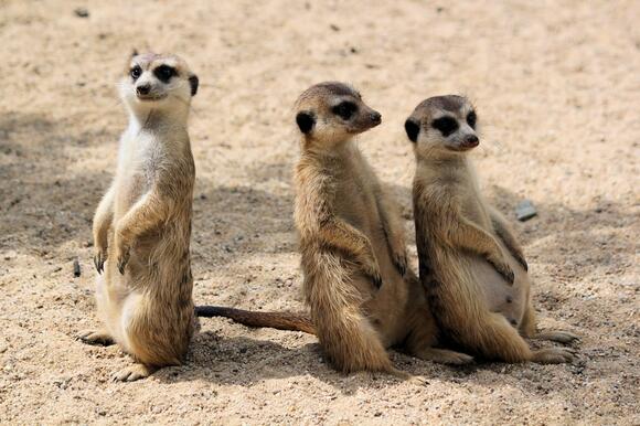 13 Most Social Animals in the Wild - NewsBreak