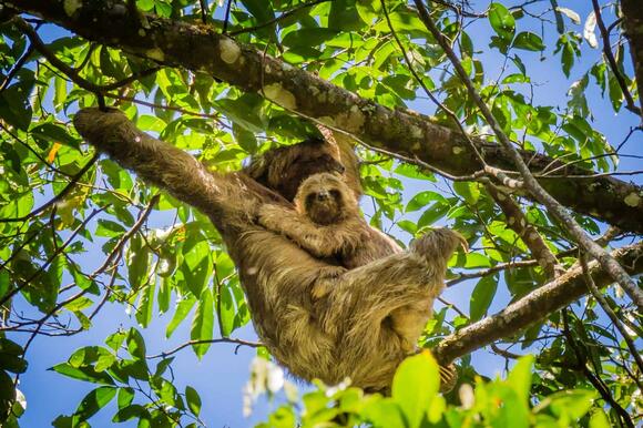 13 Weird but True Sloth Survival Adaptations - NewsBreak