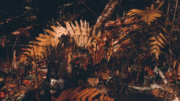 Historic Digs and Giant Skeletons at the Carnegie Museum in Pittsburgh ...