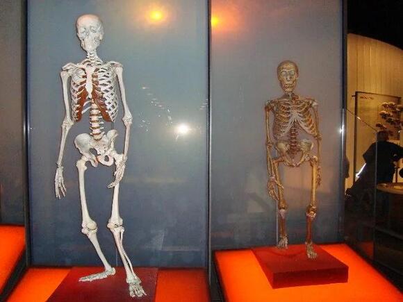 The Evolution of Humans: How Our Ancestors Shaped Who We Are Today ...