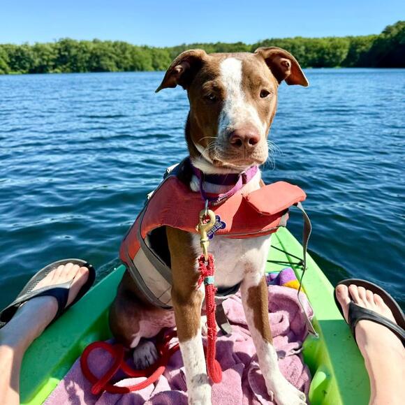 “Volunteers Are Running on Fumes”: How Fake Interest Keeps Dogs Waiting ...