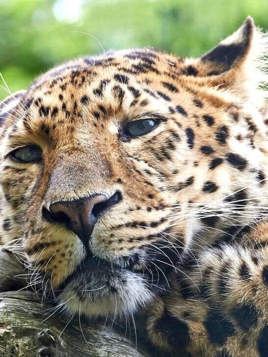 These Animals Are Vanishing – You May Never Get the Chance to See Them ...