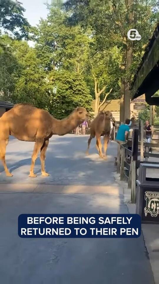 Watch: Two camels escape petting zoo at Cedar Point - NewsBreak