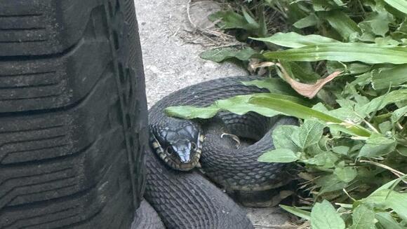 Houston ring camera catches husband shrieking at 'derpy' snake by the ...