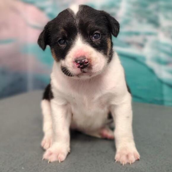 🐶 Playful Puppies & Sweet Dogs Ready for Adoption in Griswold, CT ...