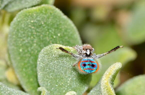 20 Endangered Spiders Threatened by Rising Temperatures - NewsBreak
