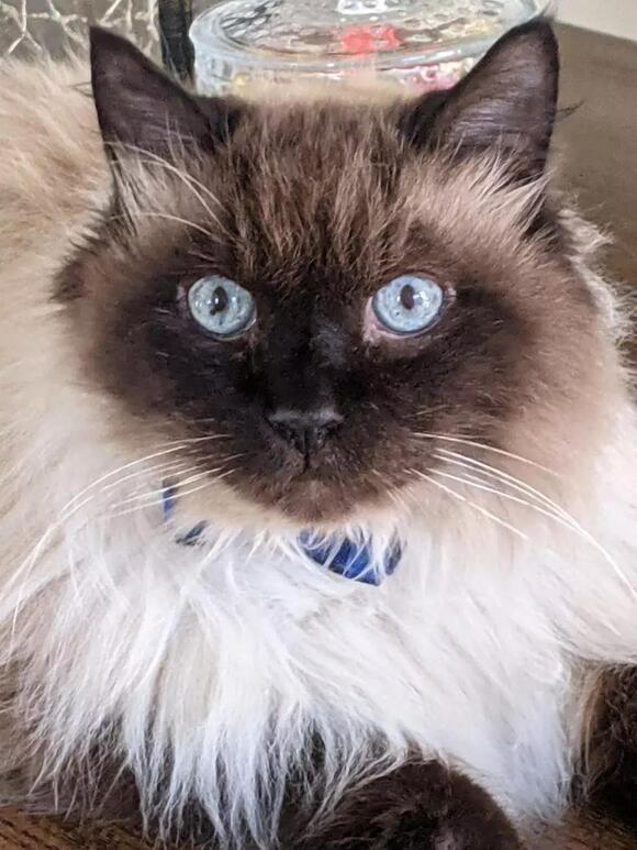 VOTE NOW: Your Cute Pet Pics Could Send You to See Ed Sheeran! - NewsBreak