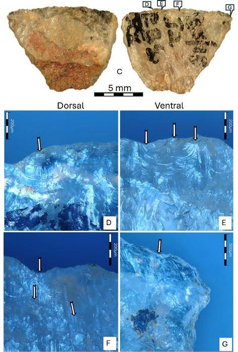 Earliest Direct Evidence of Poisoned Arrows Revealed in 60,000-Year-Old ...