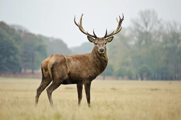 Want Extra Deer Tags in NY? DEC’s Got a Plan - NewsBreak