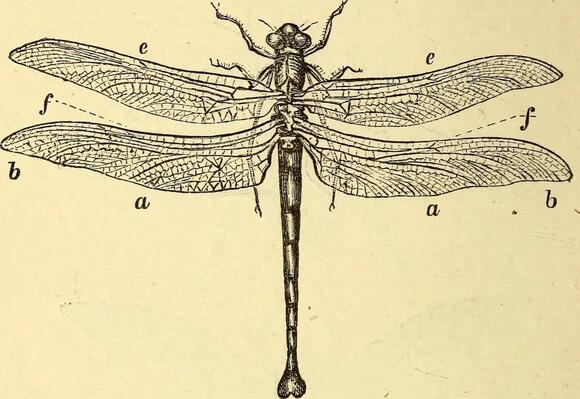 Gigantic Prehistoric Insects: When Bugs Ruled the Earth - NewsBreak