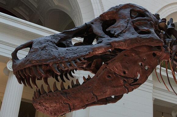 The Skeleton That Sparked a Lawsuit—and a Scientific Debate - NewsBreak