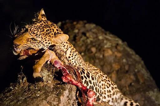 The Importance of Protecting Prey Animals for The survival of big cats ...