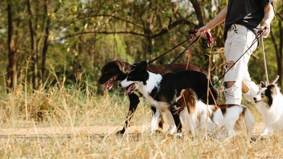Is Your Dog Secretly Controlling Your Life? The Shocking Truth Revealed ...