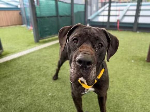 🐶 Playful, Gentle & Loyal Dogs Ready for Adoption in Ridgewood - NewsBreak