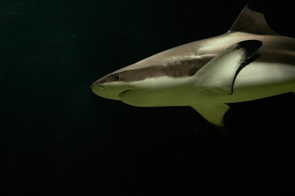 10 Shark Encounters That Prove the Ocean Is Smarter Than We Think ...