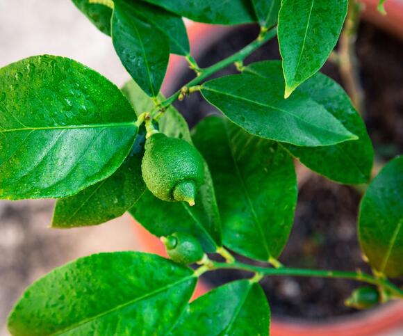 Indoor Lemon Tree Not Fruiting? This Easy January Pruning Trick Works ...