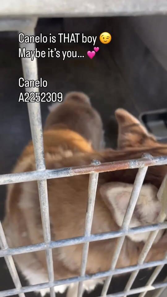 Adopt Canelo, Alaskan Husky at South L.A. Shelter - NewsBreak