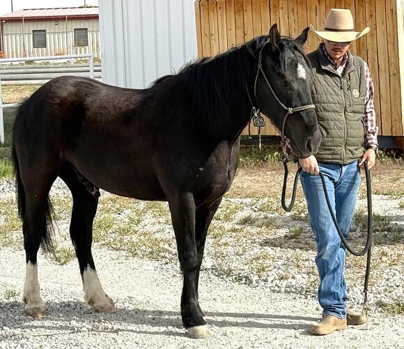 MFWP’s Latest Recruits: Mustangs Set To Patrol Montana's Backcountry ...