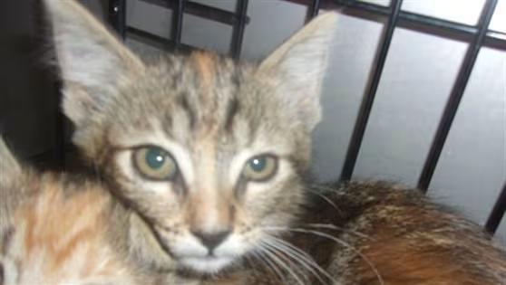 🐱 Playful Kittens Ready for Adoption in Van Nuys - NewsBreak