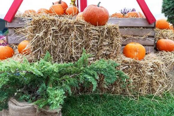 Autumn Harvest Festivals in the Midwest - NewsBreak