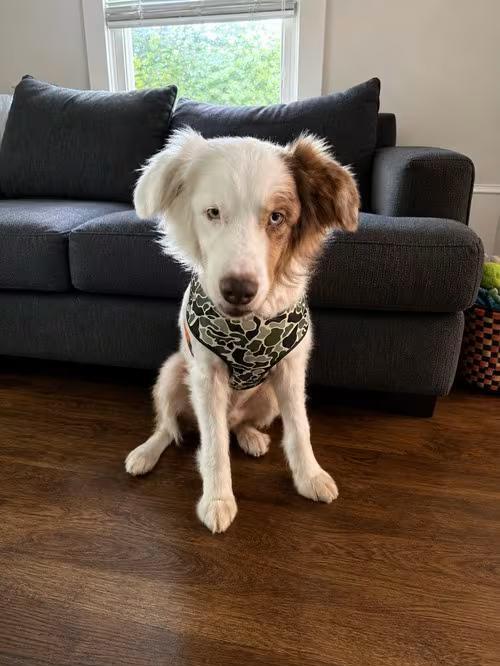 🐶 Gentle, Playful & Loyal Dogs Ready for Adoption in Nashville - NewsBreak