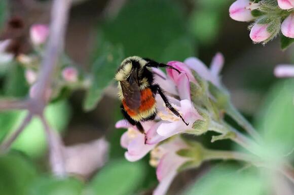 Which Bees Actually Sting? The Definitive Guide to Dangerous vs ...