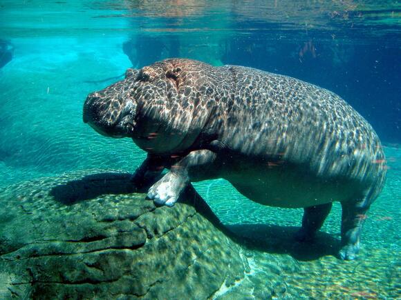 What Happens If You Shout at a Hippo? Rangers Explain Why It’s a ...