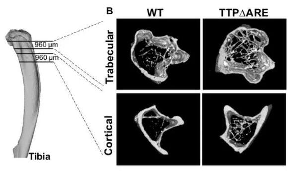 Aging Mice Became Stronger When Scientists Boosted One Protein - NewsBreak