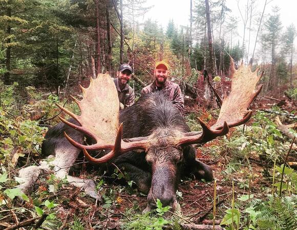 Didn’t draw a permit in the Maine moose lottery? Here’s where else you ...
