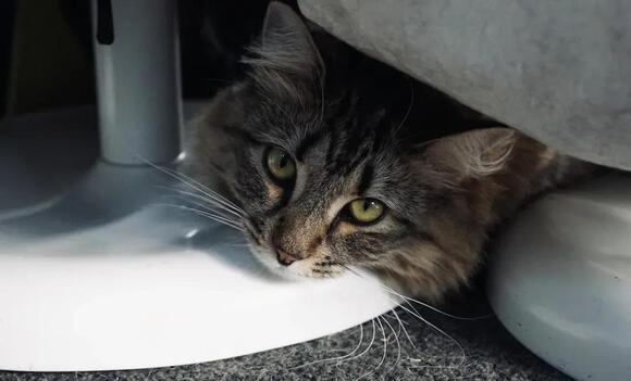 7 Things Your Cat Does That Prove They’re Secretly a Genius - NewsBreak